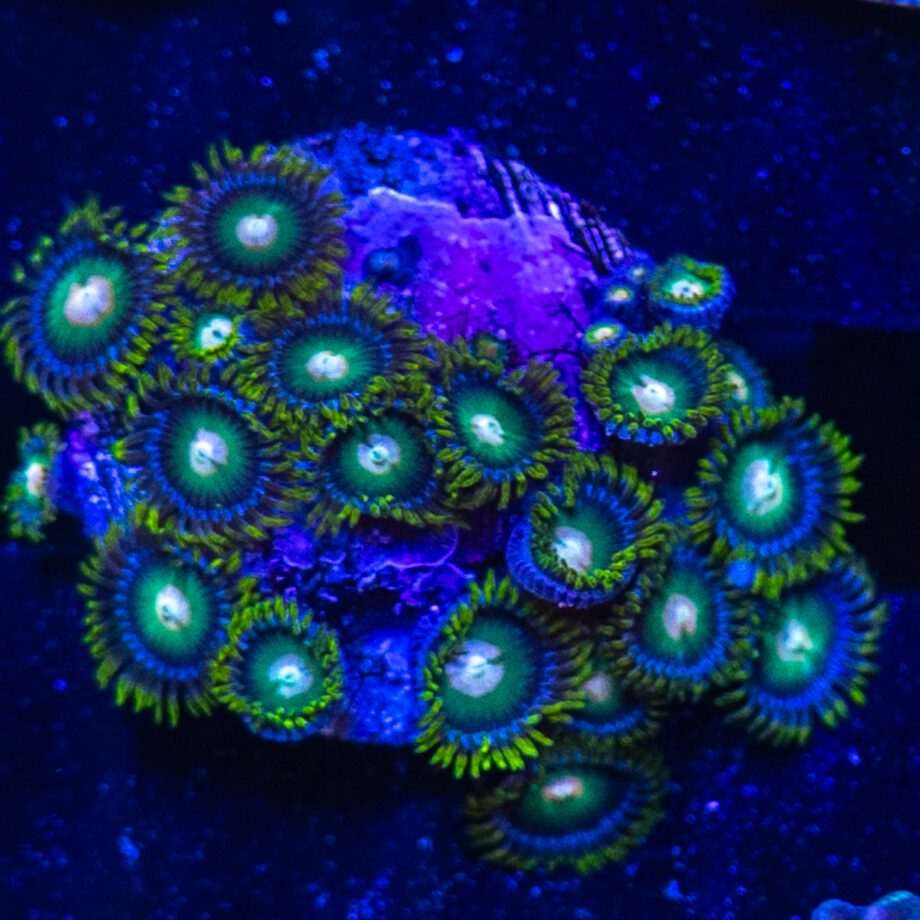 Elder Dragon Eyes Zoa Frag | Detroit Reef Club