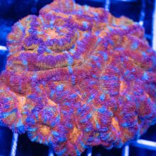 Shop | Detroit Reef Club