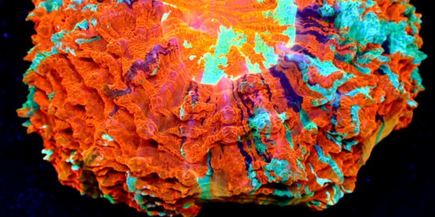 Home | Detroit Reef Club