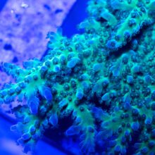 Shop | Detroit Reef Club