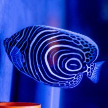 Home | Detroit Reef Club