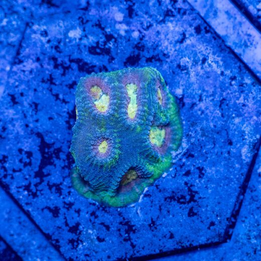 Shop | Detroit Reef Club