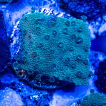 Home | Detroit Reef Club