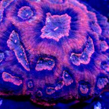 Home | Detroit Reef Club