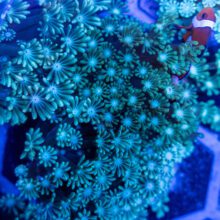 Home | Detroit Reef Club