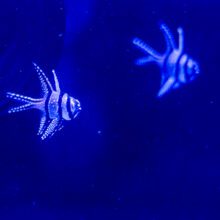 Invertebrates | Detroit Reef Club