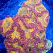 Home | Detroit Reef Club