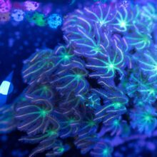 Home | Detroit Reef Club