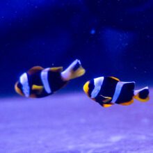 Home | Detroit Reef Club