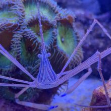 Home | Detroit Reef Club