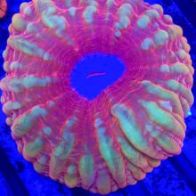 Home | Detroit Reef Club