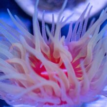 Home | Detroit Reef Club