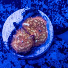 Home | Detroit Reef Club