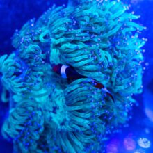 Home | Detroit Reef Club