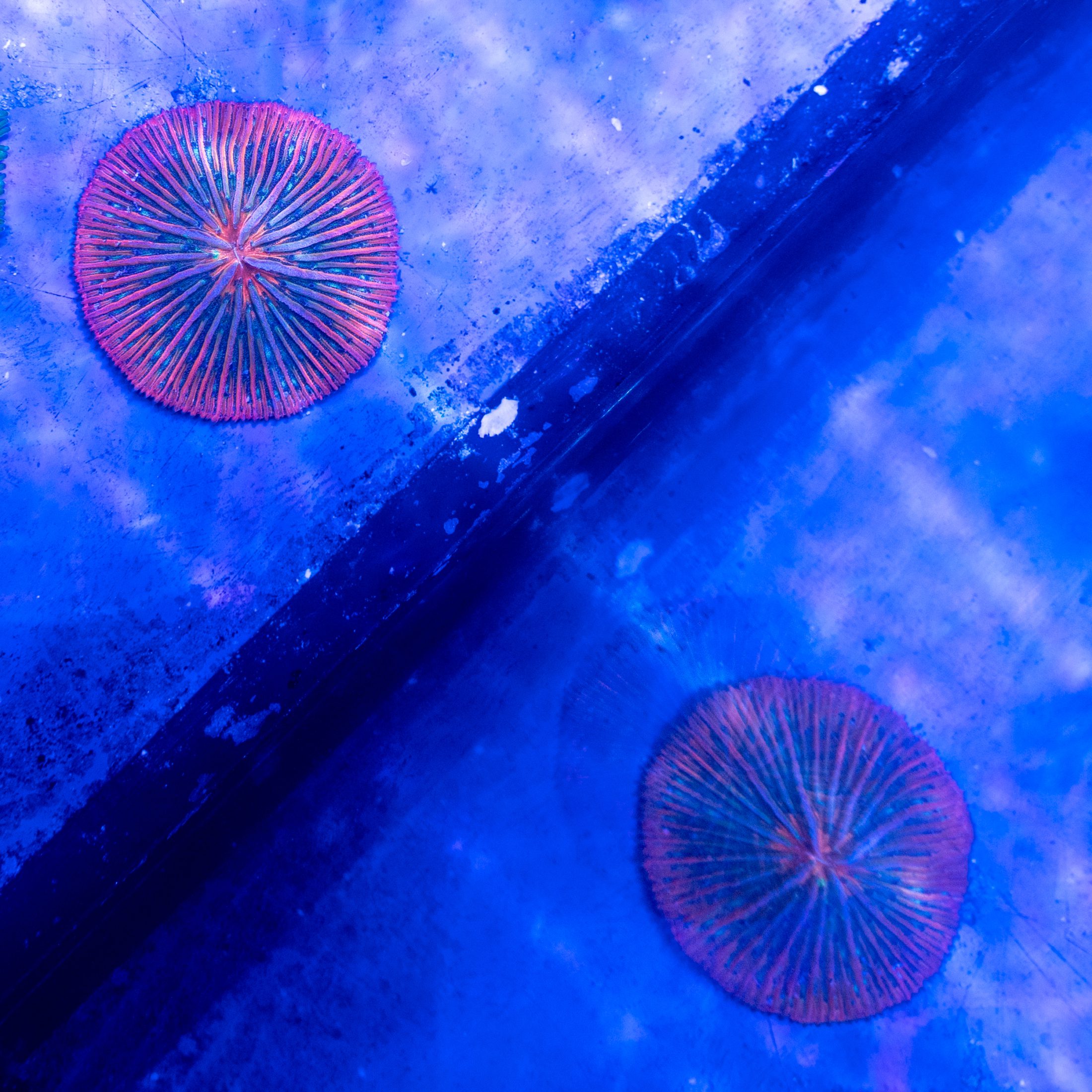 Ultra Red Plate Coral | Detroit Reef Club