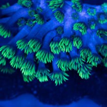 Shop | Detroit Reef Club