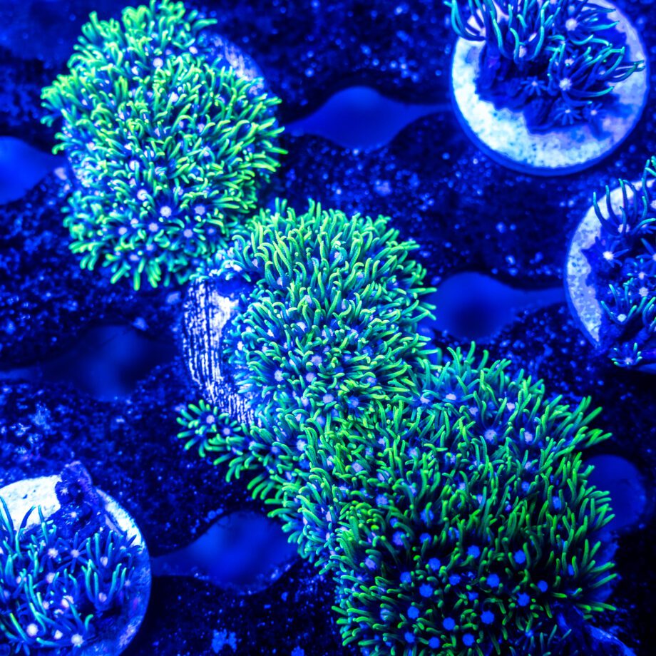 Green Star Polyp Frag | Detroit Reef Club