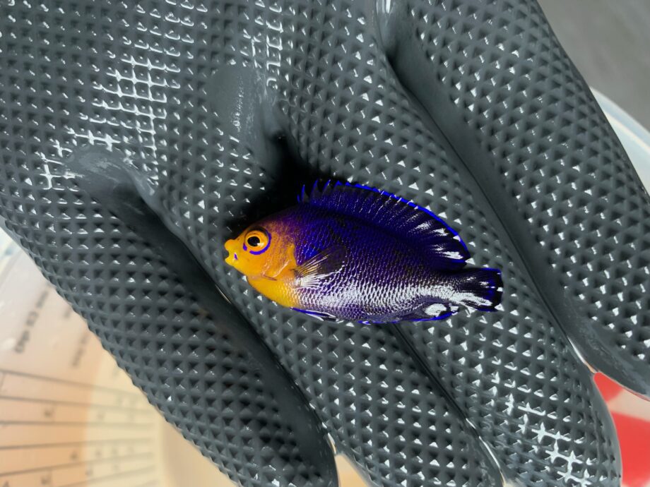 Atlantic Pygmy Angel | Detroit Reef Club