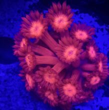 Home | Detroit Reef Club