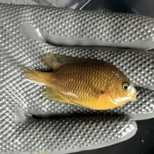 Home | Detroit Reef Club