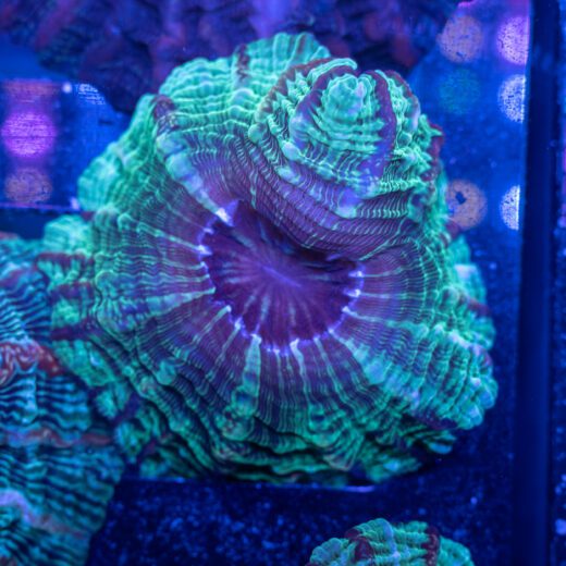 Shop | Detroit Reef Club