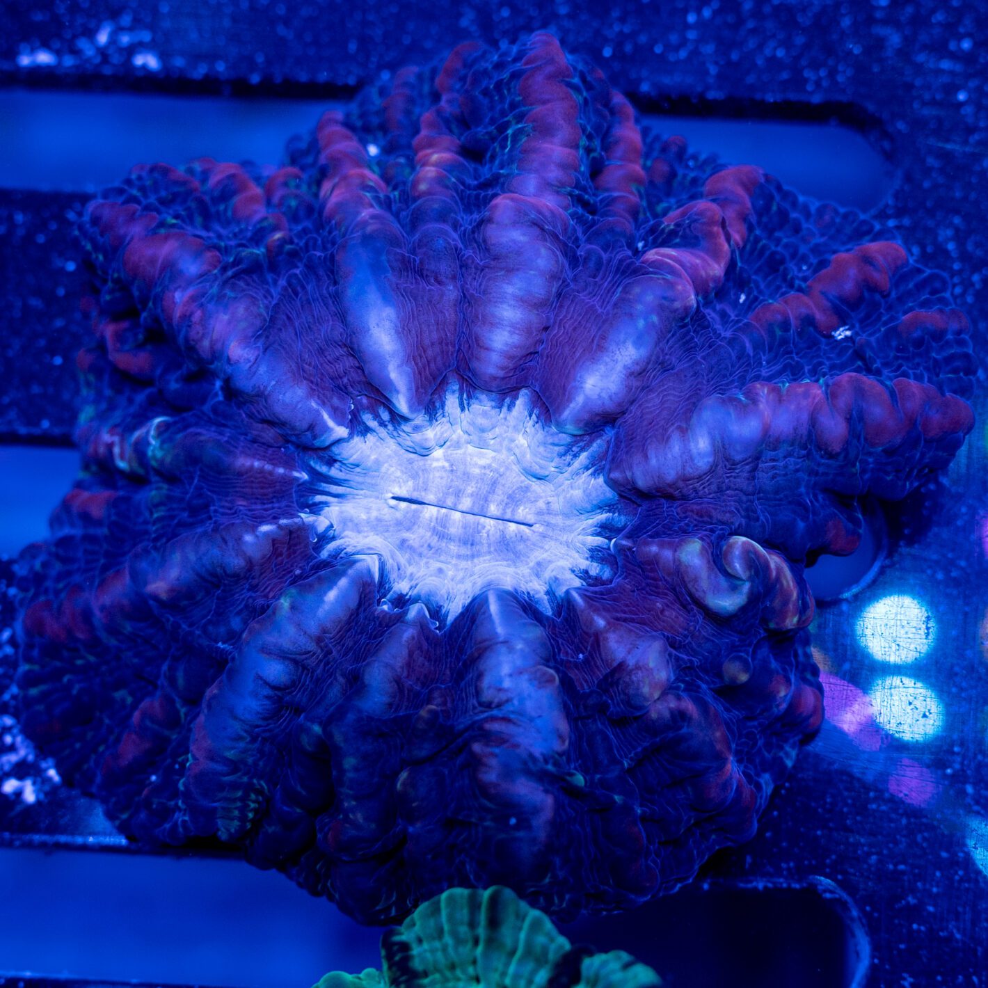 New Products | Detroit Reef Club