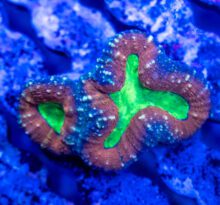 Home | Detroit Reef Club