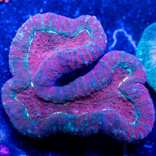 Shop | Detroit Reef Club