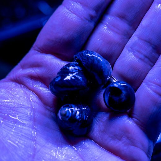 Shop | Detroit Reef Club