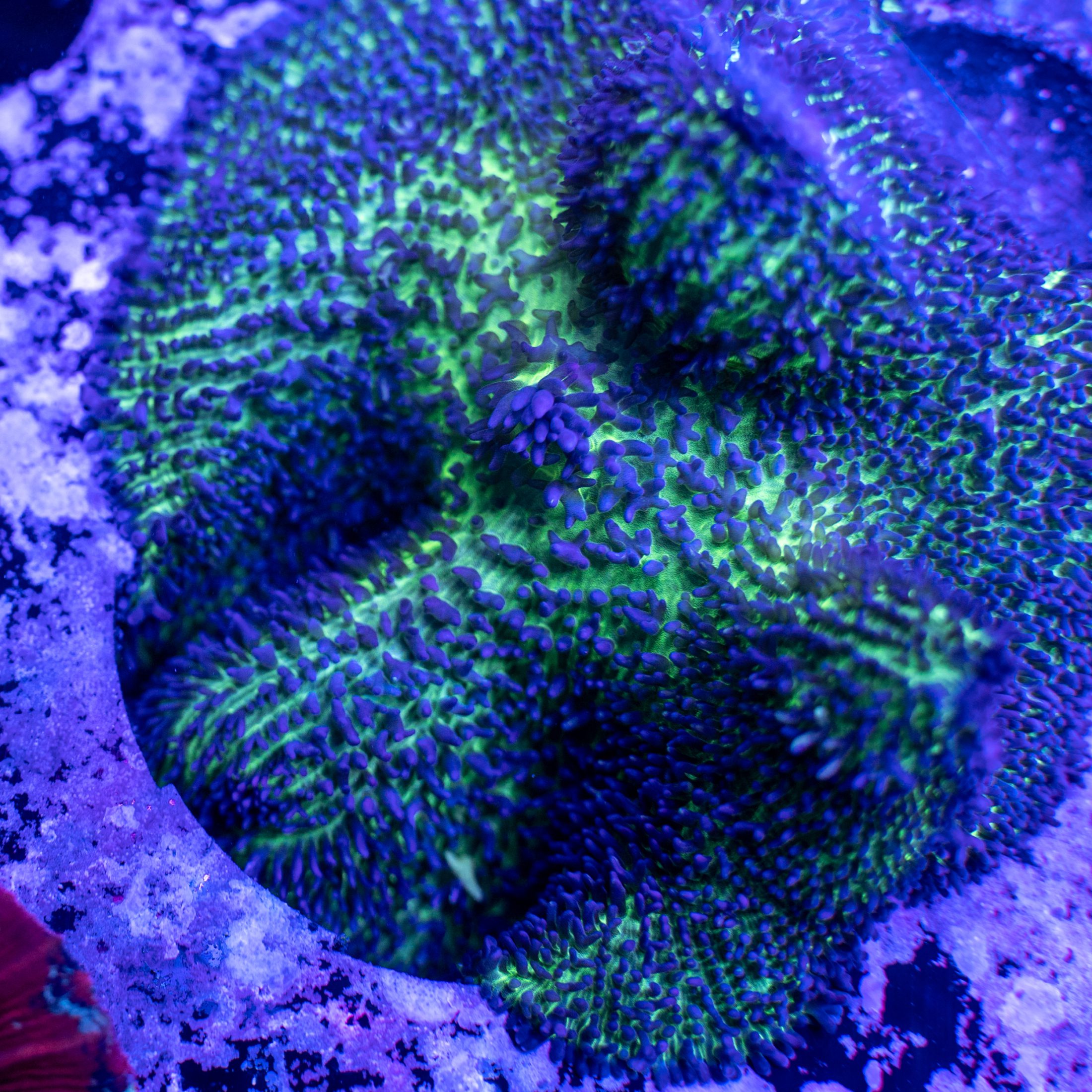 XL Mushroom Polyp | Detroit Reef Club