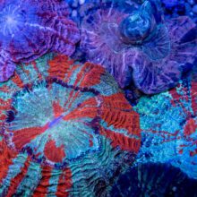 Home | Detroit Reef Club