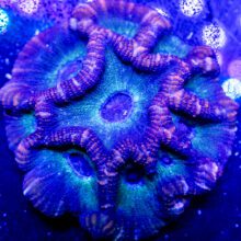 Home | Detroit Reef Club