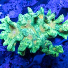 Home | Detroit Reef Club