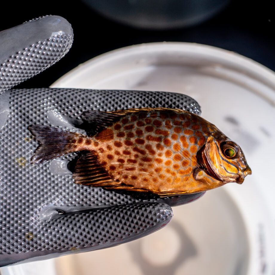 Orange Spot Rabbitfish | Detroit Reef Club