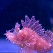 Home | Detroit Reef Club