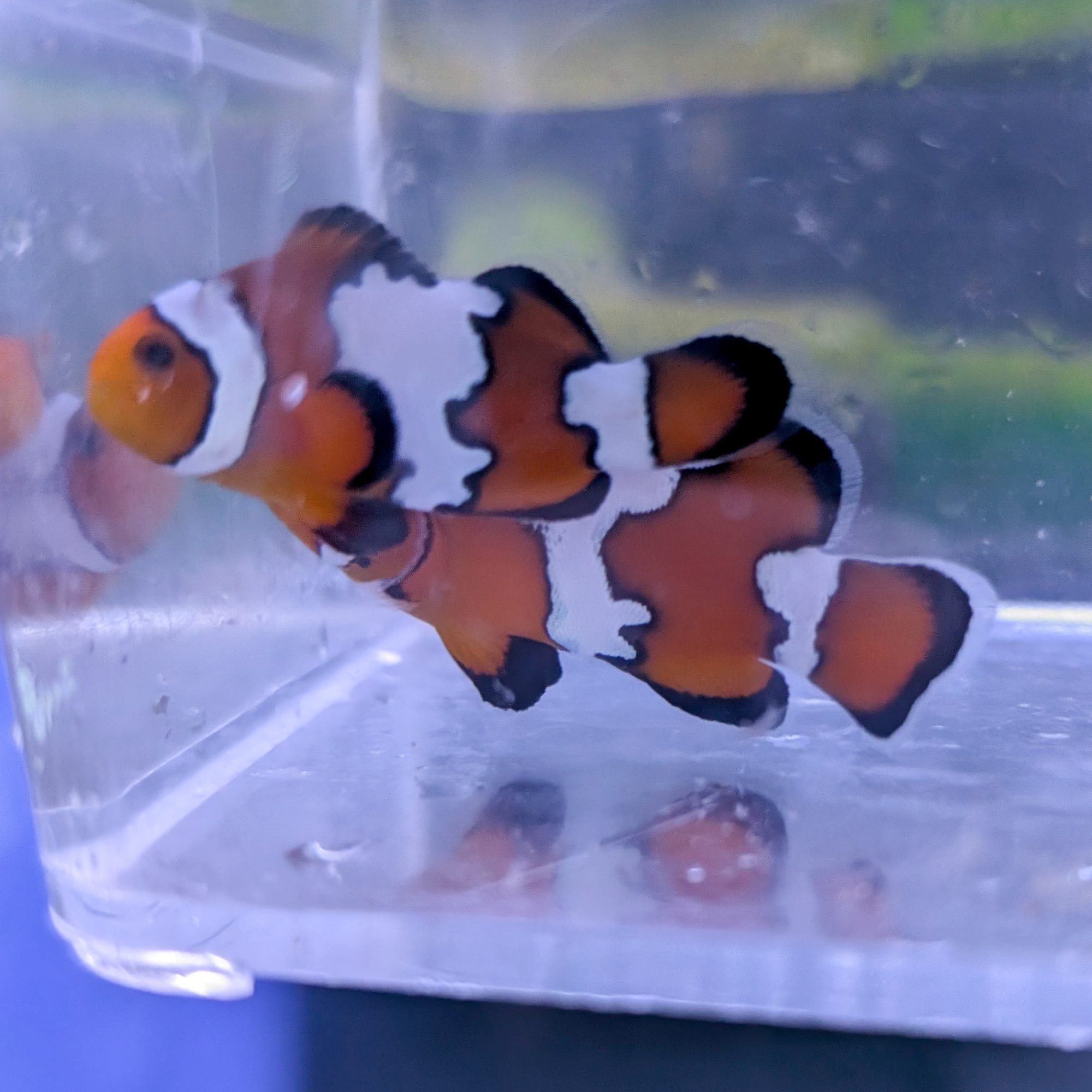 Snowflake Clownfish Pair Ocellaris ClownFish Reef Aquarium