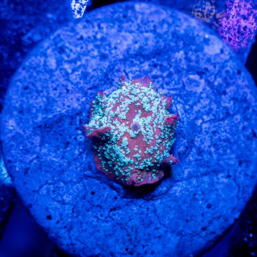 Shop | Detroit Reef Club