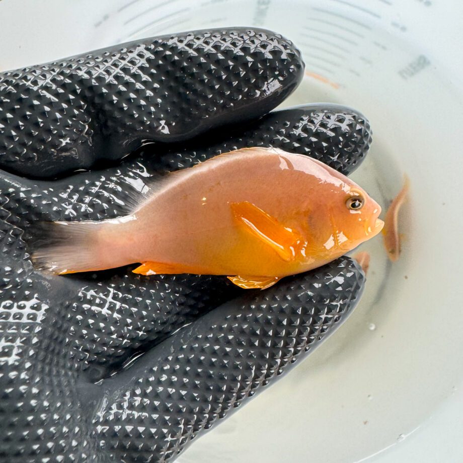Skunk Clownfish | Detroit Reef Club