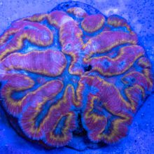 Shop | Detroit Reef Club