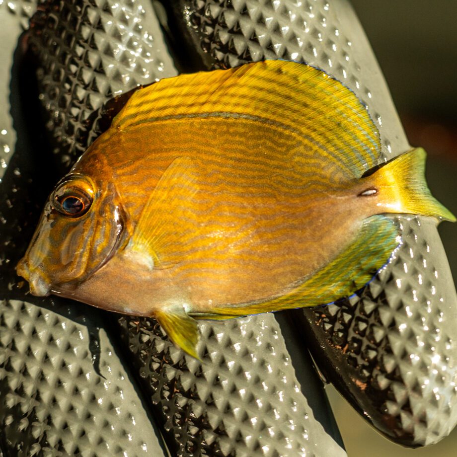 Orange Stripe Bristletooth Tang | Detroit Reef Club