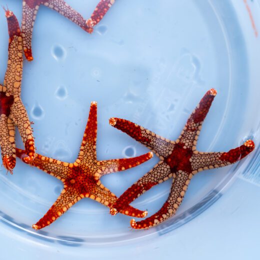 Shop | Detroit Reef Club