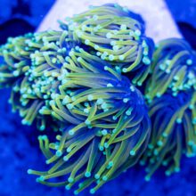 Home | Detroit Reef Club