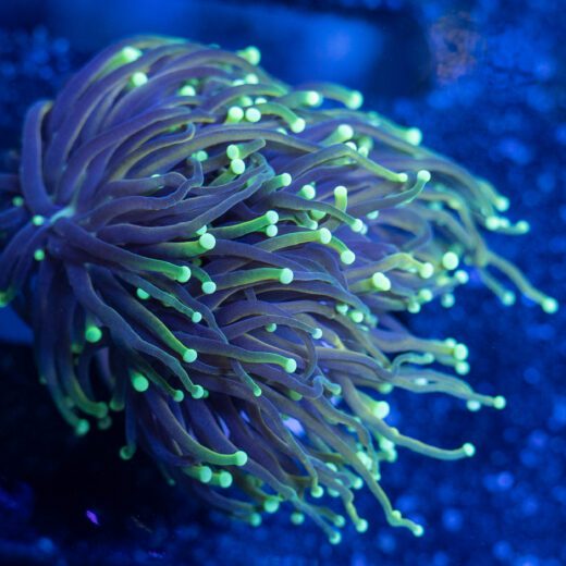 Shop | Detroit Reef Club