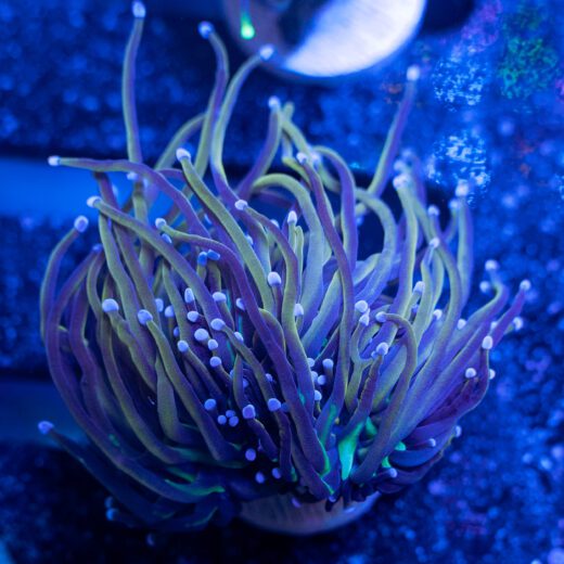 Shop | Detroit Reef Club