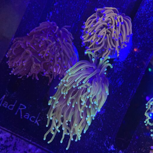 Live Coral | Detroit Reef Club