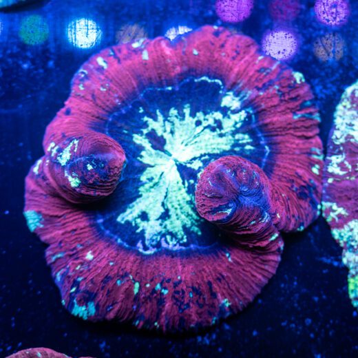 Shop | Detroit Reef Club