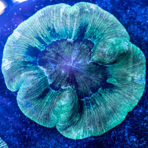 Shop | Detroit Reef Club