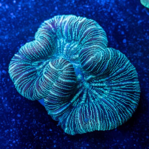 Shop | Detroit Reef Club