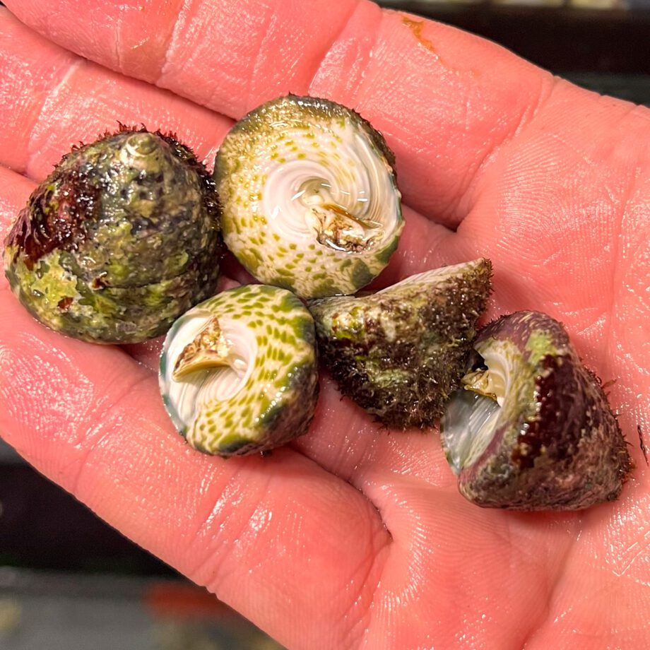 Pyramid Snail | Detroit Reef Club