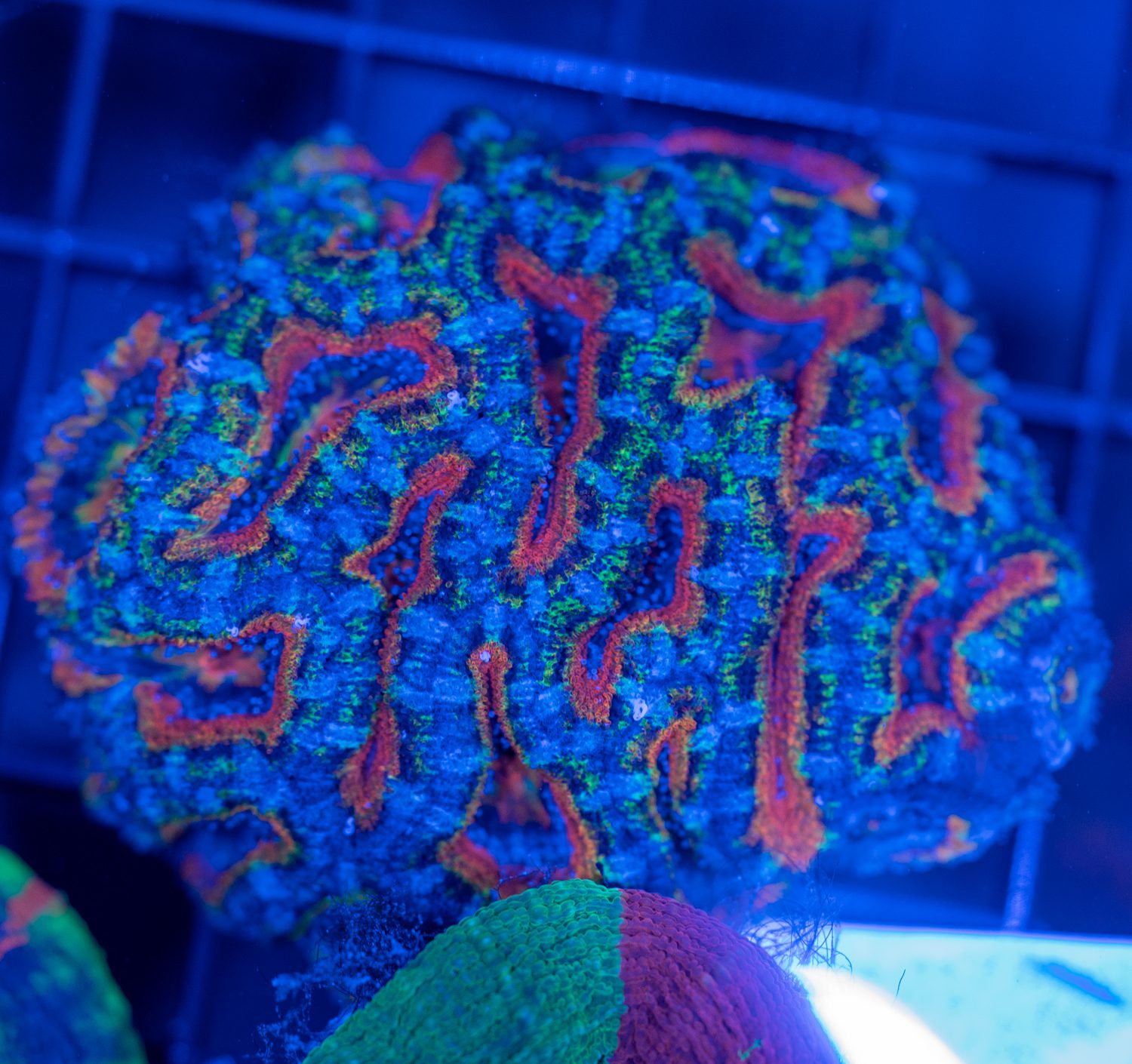 Shop | Detroit Reef Club